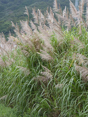 ススキの季節や時期はいつ？花言葉やその由来、生態や種類、どこで見れるかも | エンタメLab